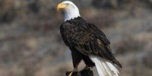National Save The Eagles Day – January 10, 2024 - Today Special Day